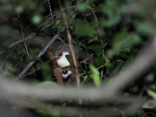 Short-snouted Thicket Rat (Subspecies Grammomys polionops brevirostris ...