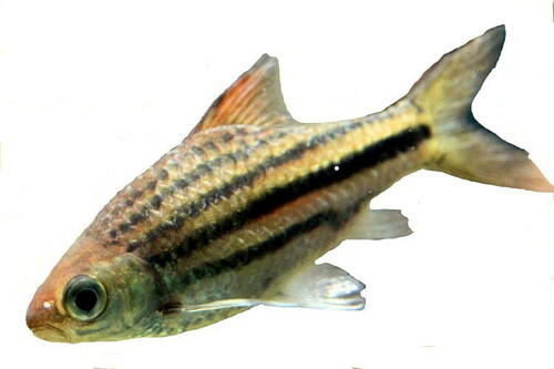 Striuntius lineatus · NaturaLista Colombia