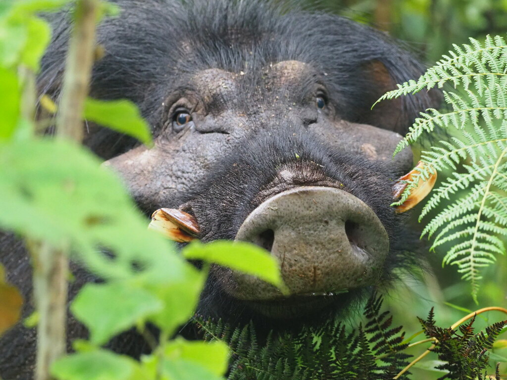 Giant Forest Hog from Aberdare Forest, Kenya on July 18, 2021 by Venkat ...