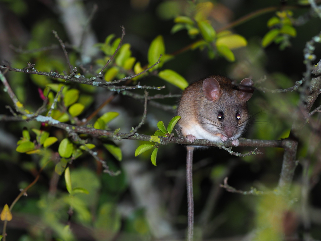 East African Thicket Rat from Kenya on 17 July, 2021 by Venkat Sankar ...