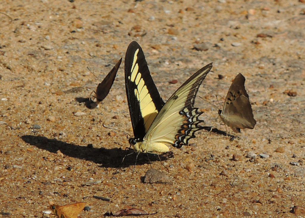 Androgeus Swallowtail from Gral Manuel Belgrano, Misiones, Argentina on ...