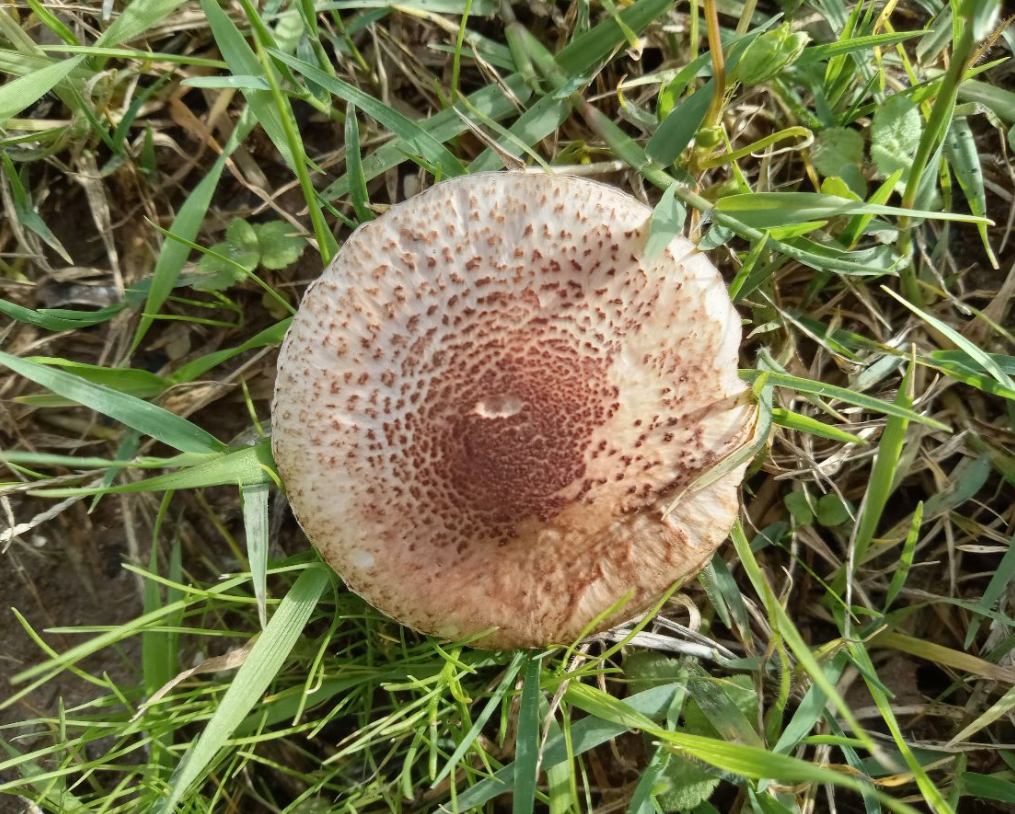 deadly dapperling from 3140 Ereira, Portugal on November 5, 2023 at 09: ...