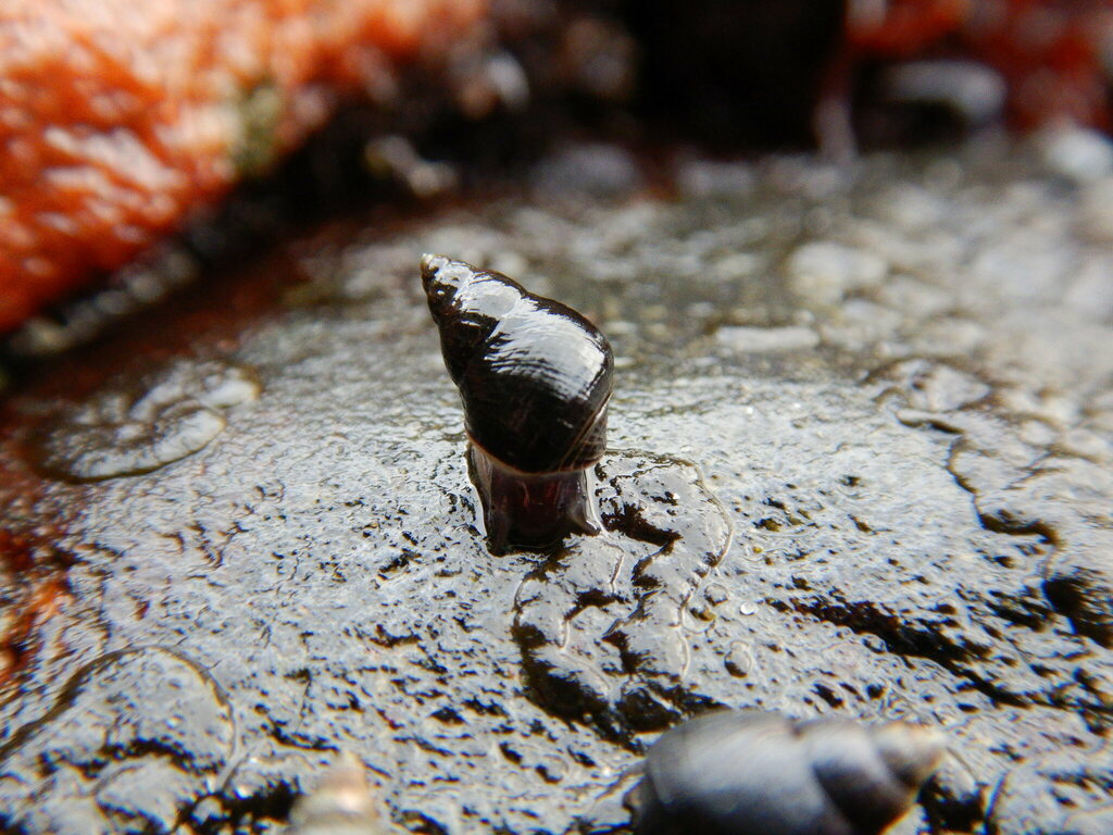Brown Periwinkle from Halfmoon Bay, Southland, New Zealand on August 22 ...