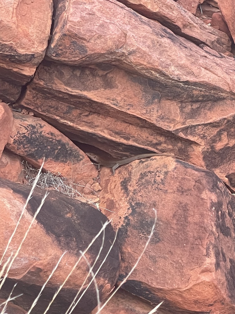 Centralian Ranges Rock-skink from Kings Canyon, Petermann, NT, AU on ...