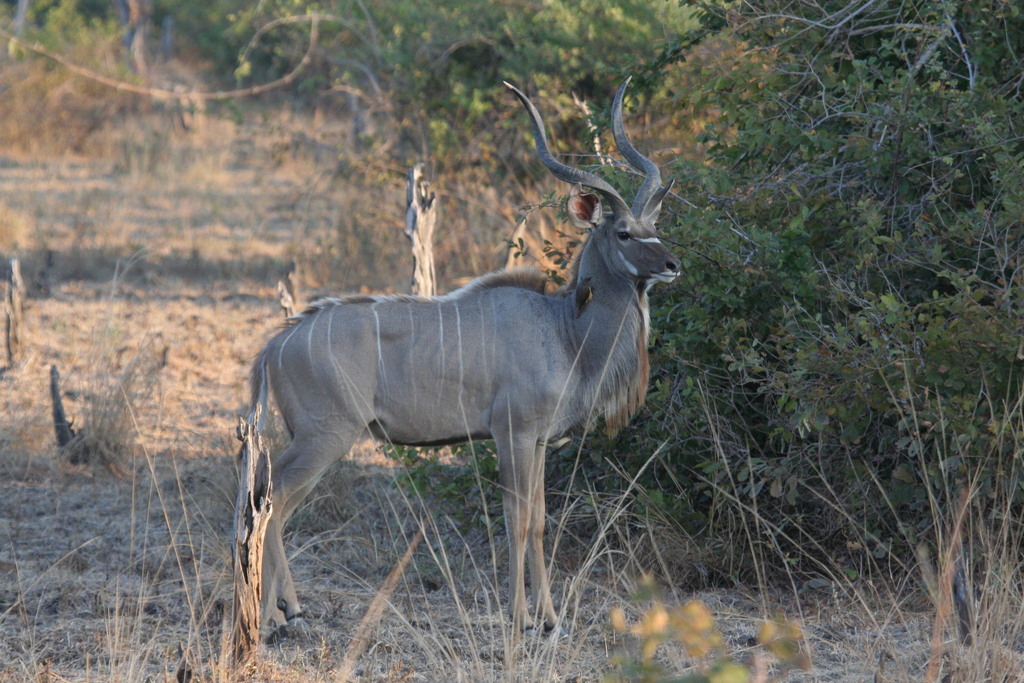 Southern Greater Kudu from Lavushimanda, Zambie on June 18, 2007 at 05: ...