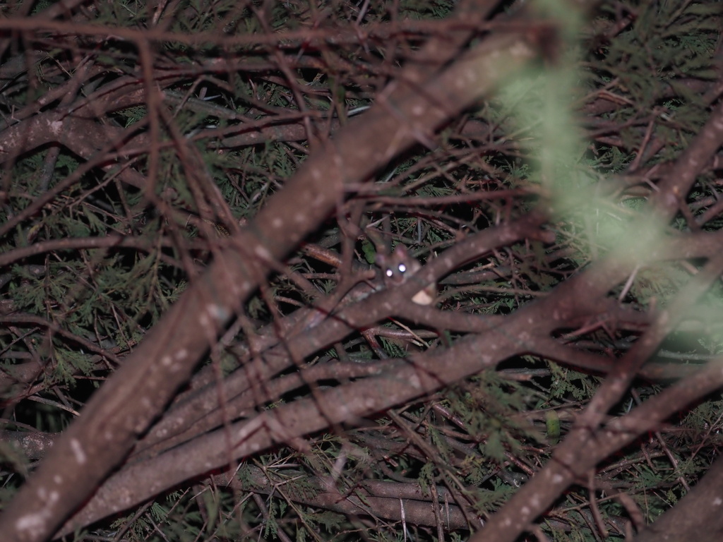 Sundevall's Acacia Rat from Kenya on July 19, 2021 by Venkat Sankar ...