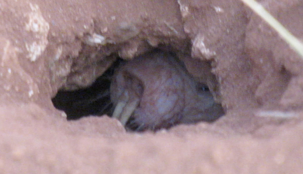 Naked Molerat from Meru N.n Park, Kenya on July 19, 2021 by Venkat ...