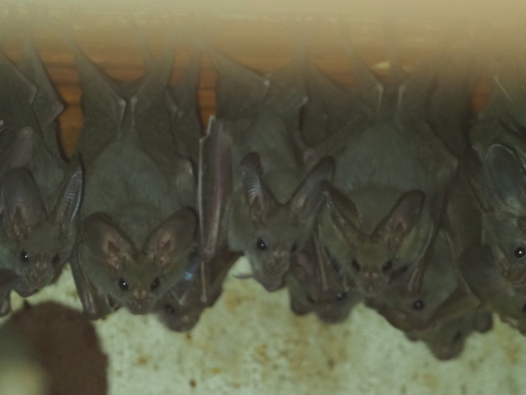 Heart-nosed bat from Tseikuru, Kenya on July 21, 2021 by Venkat Sankar ...