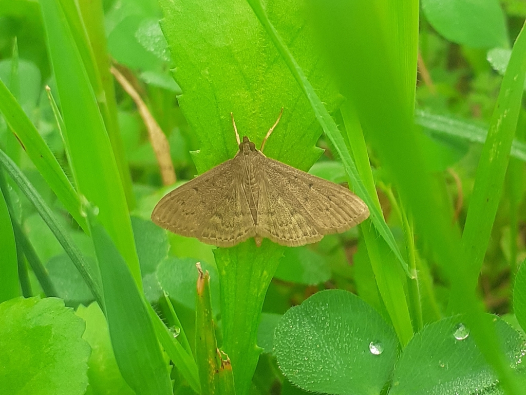 Grass Webworm Moth from Latakia, SY-LA, SY on November 10, 2023 at 09: ...
