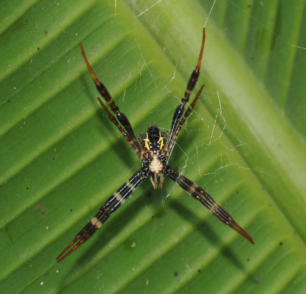 Argiope reinwardti from Tabanan Regency, Bali, Indonesia on October 7 ...