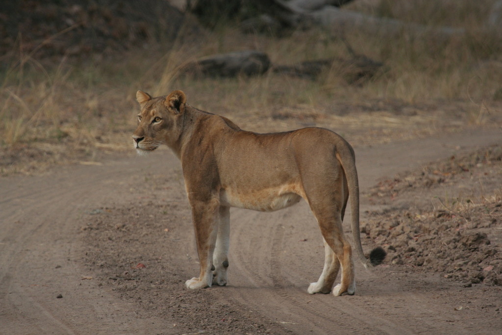 Southern Lion in June 2007 by guyrufray · iNaturalist