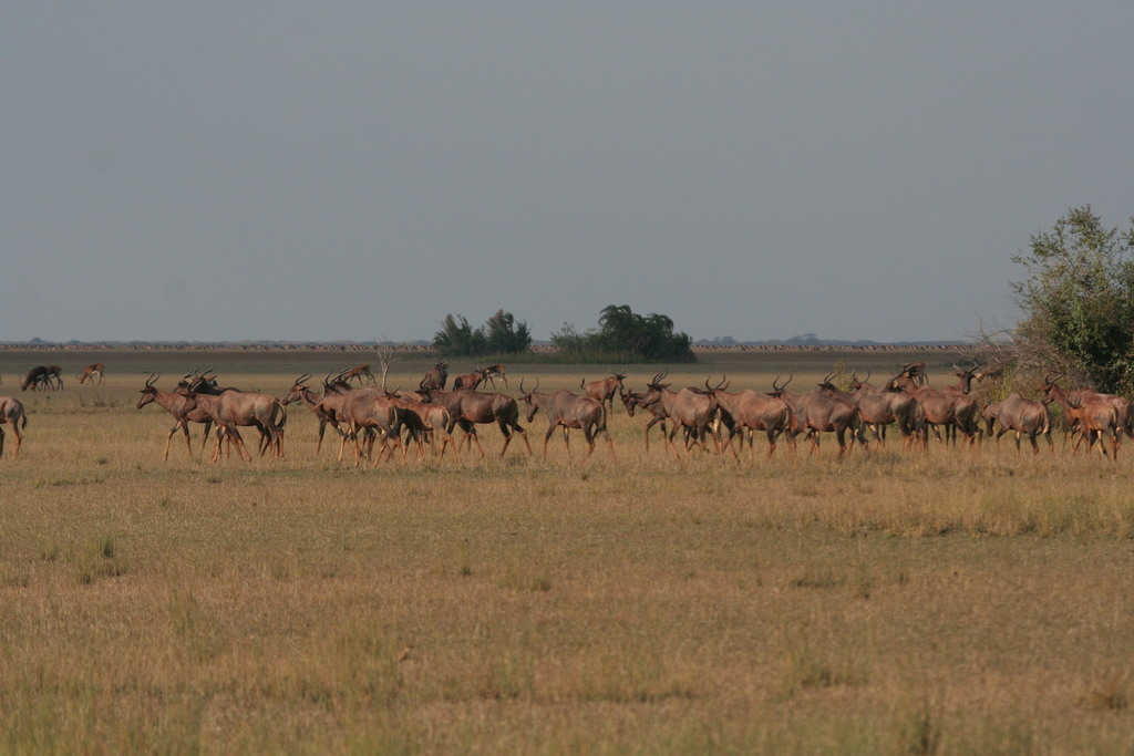 Bangweulu Tsessebe from Lunga, Zambie on June 11, 2007 at 04:02 PM by ...