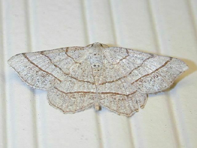 Brown-bordered Geometer Moth from Floyd Bennet Field, Brooklyn, NY, USA ...