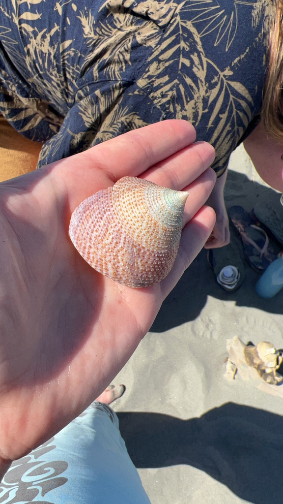 Maurea selecta from Manakau on November 11, 2023 at 10:49 AM by Rowan · iNaturalist