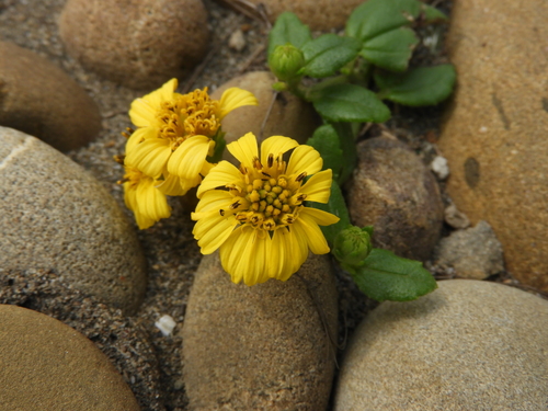 Wedelia prostrata · iNaturalist United Kingdom