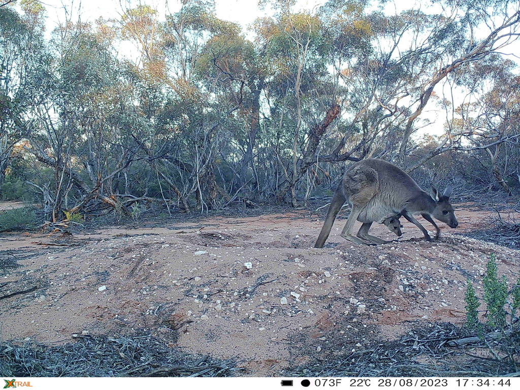 Western Grey Kangaroo from 30km E by N of Swan Reach, S. AUST on August ...
