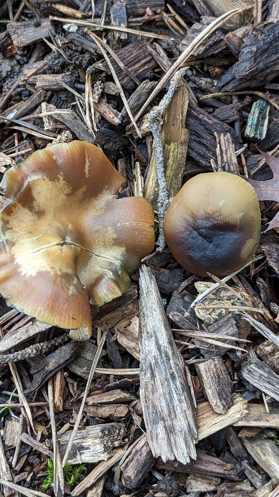 Psilocybe allenii from Sellwood - Moreland, Portland, OR, USA on ...