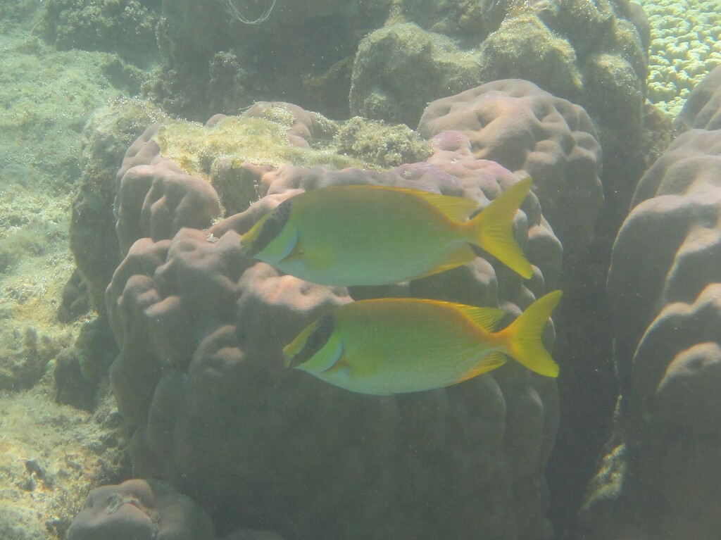 Masked Rabbitfish from Cook, QLD, Australia on October 25, 2023 at 02: ...