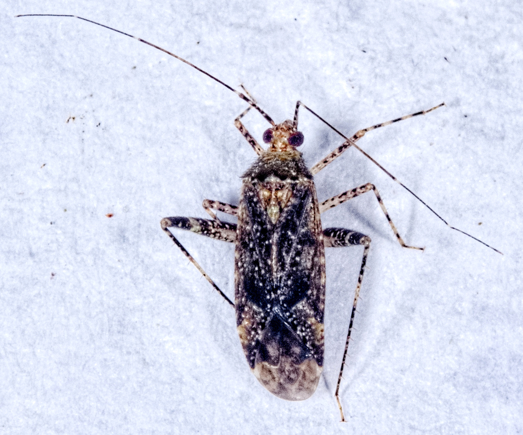 Phytocoris in October 2023 by thegreenjay · iNaturalist