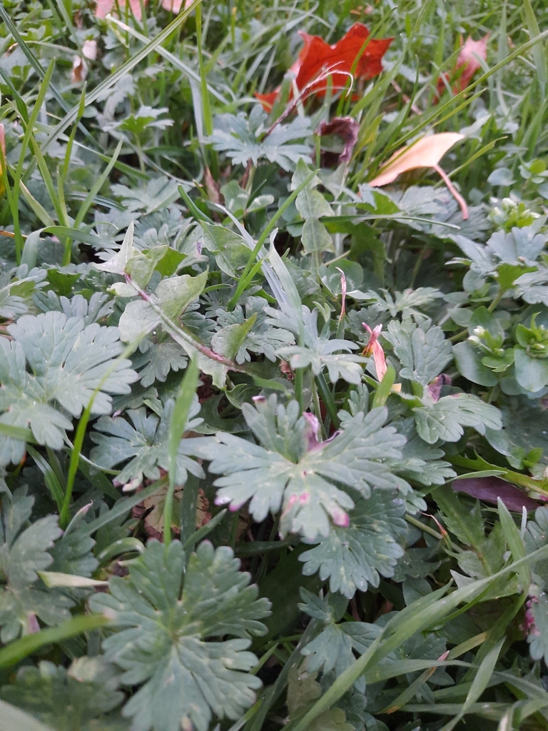 Small-flowered Crane's-bill from 32, 58-260 Bielawa, Polska on November ...