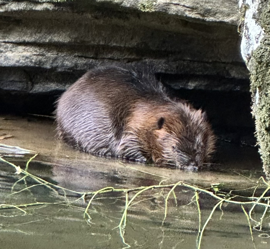 American Beaver from New River Gorge National Park and Preserve ...