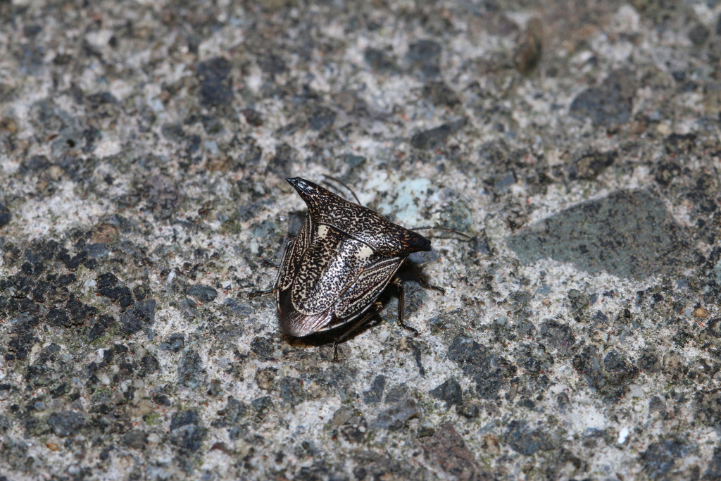 Alcimocoris japonensis from 日本、神奈川県相模原市緑区 on June 11, 2017 at 08:36 AM ...