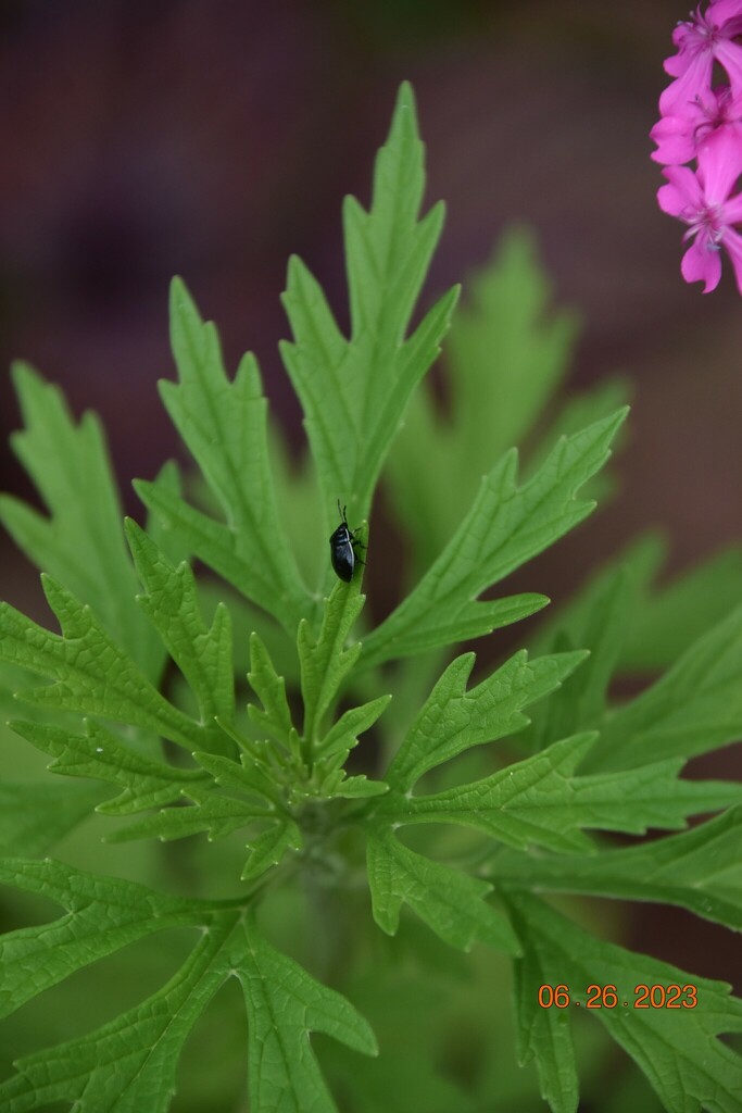 White-margined Burrower Bug in June 2023 by Rose Chin · iNaturalist