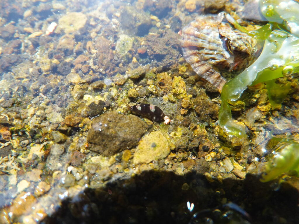 Hyalidae in February 2013 by hakkahamushi · iNaturalist
