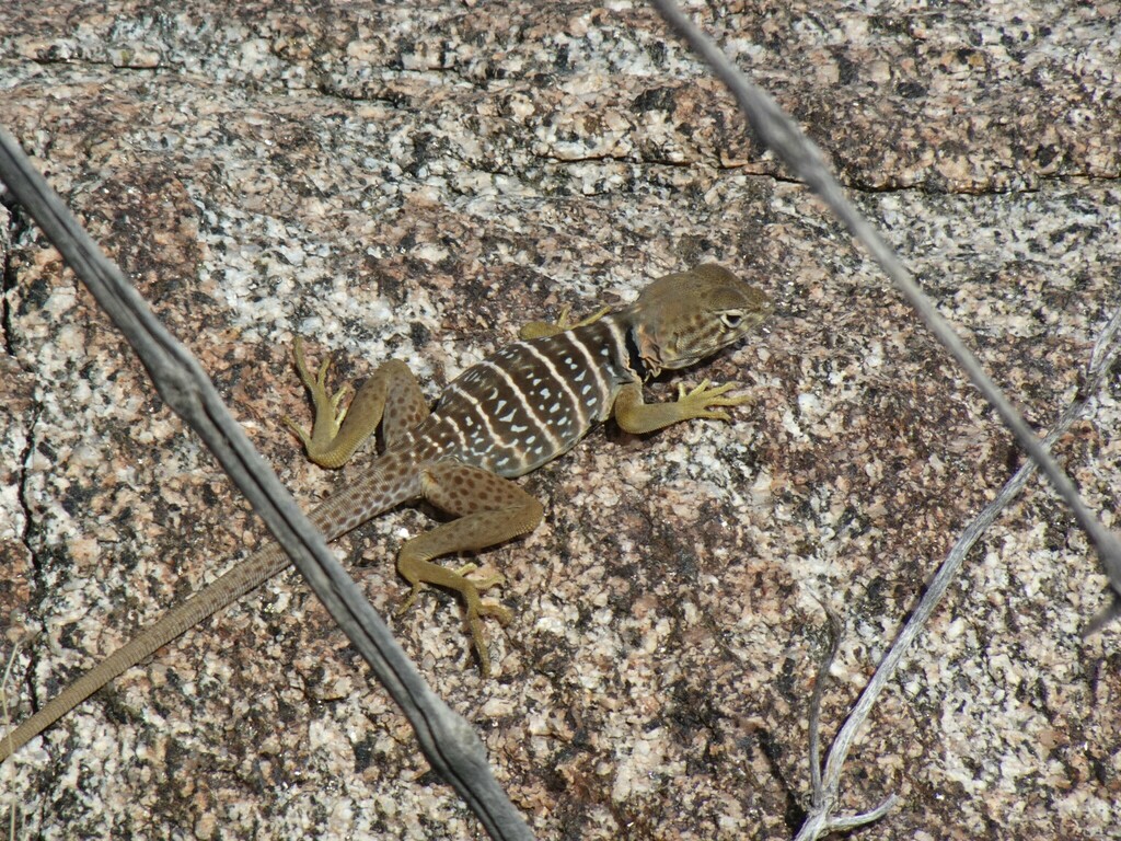 Baja California Collared Lizard from Riverside County, CA, USA on ...