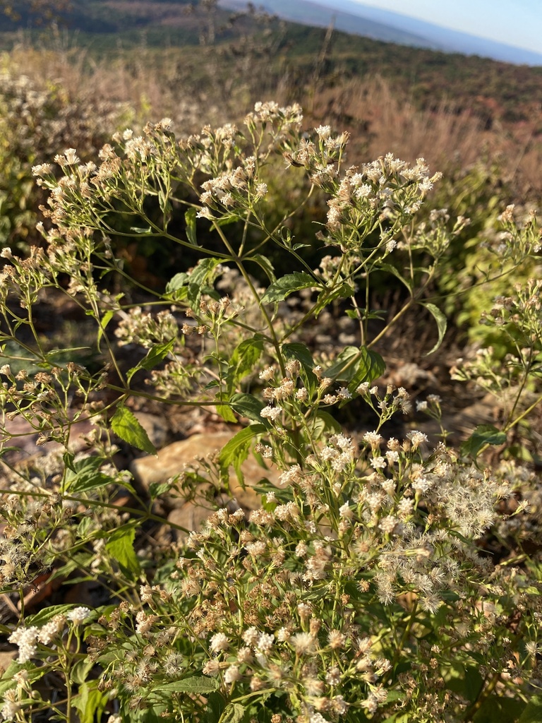 white snakeroot from Mount Nebo State Park, Dardanelle, AR, US on ...