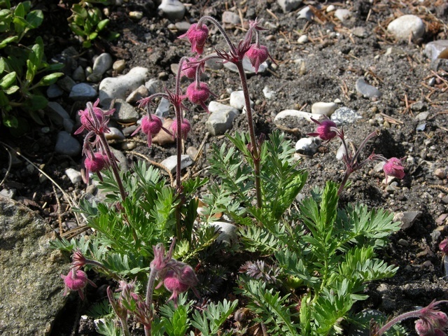Three-flowered Avens (Carmacks BioBlitz) · iNaturalist