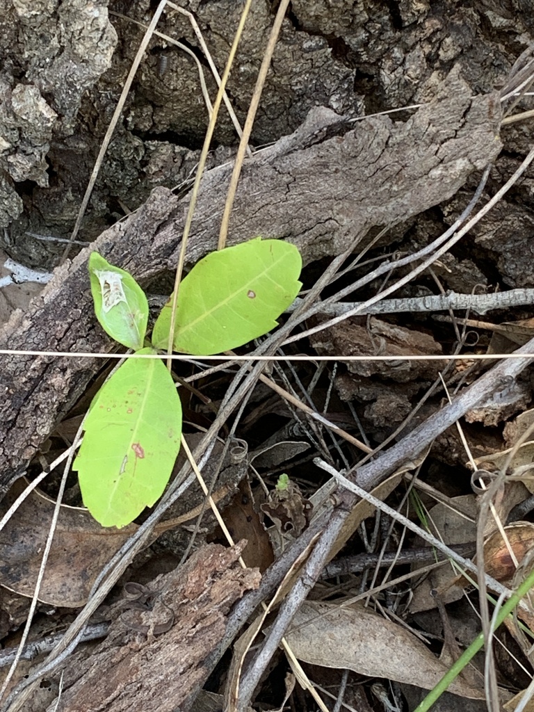 Tuckeroo from Croom Regional Sporting Complex, Croom, NSW, AU on ...