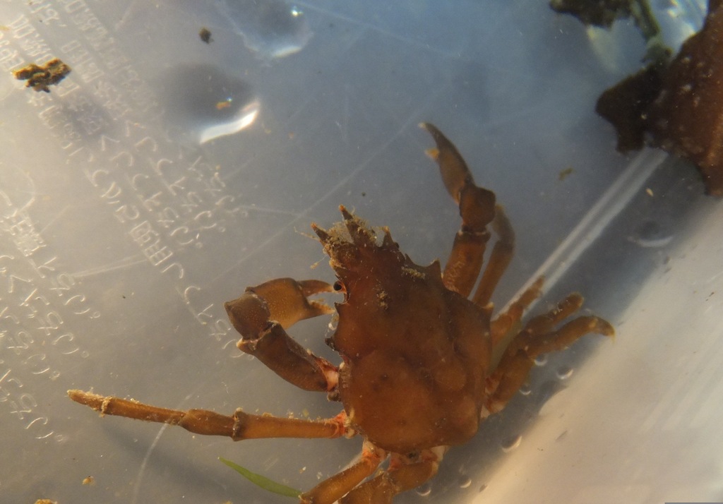 Scyra quadridens in February 2013 by hakkahamushi · iNaturalist