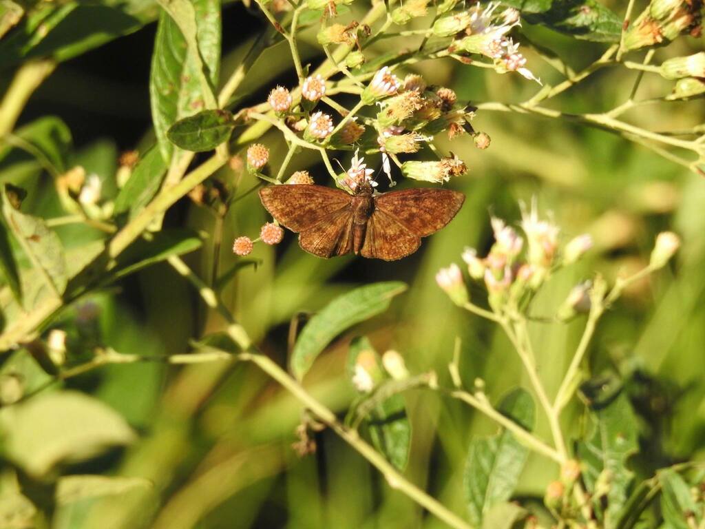 Spread-wing Skippers from Camobi, Santa Maria - RS, Brasil on March 18 ...