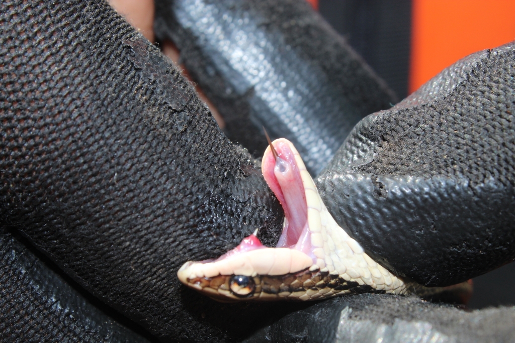 Striped Road Guarder from Mezcala on November 10, 2023 at 12:15 PM by ...