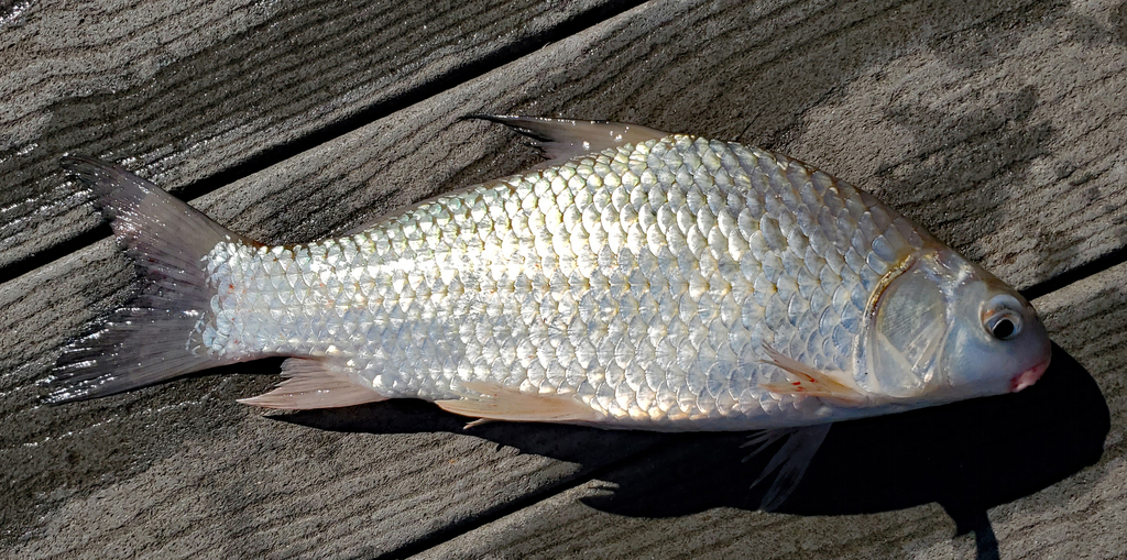 River Carpsucker from Pawnee County, OK, USA on November 10, 2023 at 11 ...