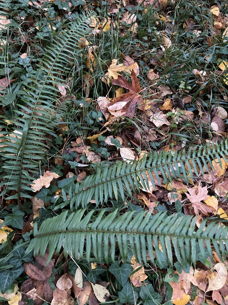 western sword fern from Alton Baker Park, Eugene, OR, US on November 10 ...