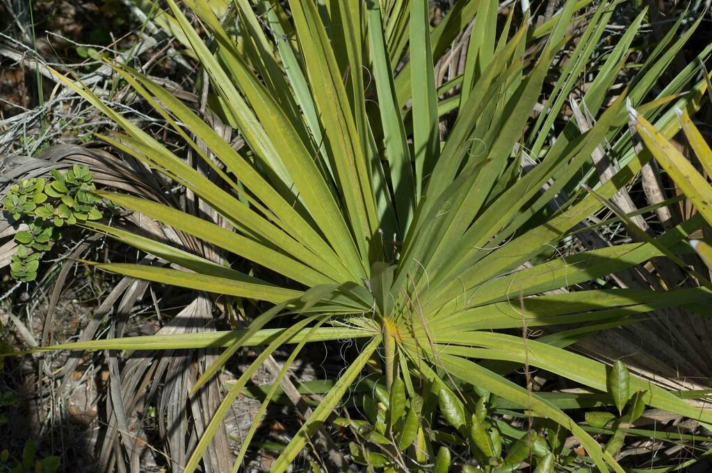 Scrub Palmetto in January 2012 by Moses Michelsohn · iNaturalist