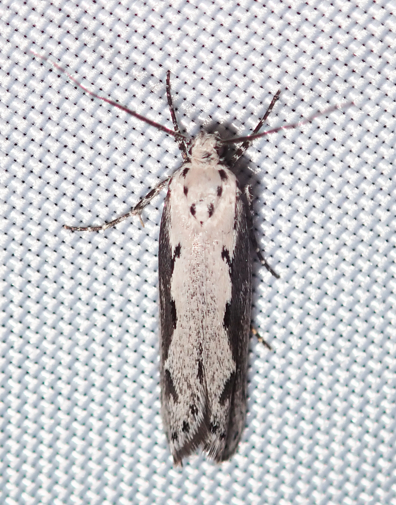 Ethmia arctostaphylella from Claremont, CA, USA on November 6, 2023 at ...