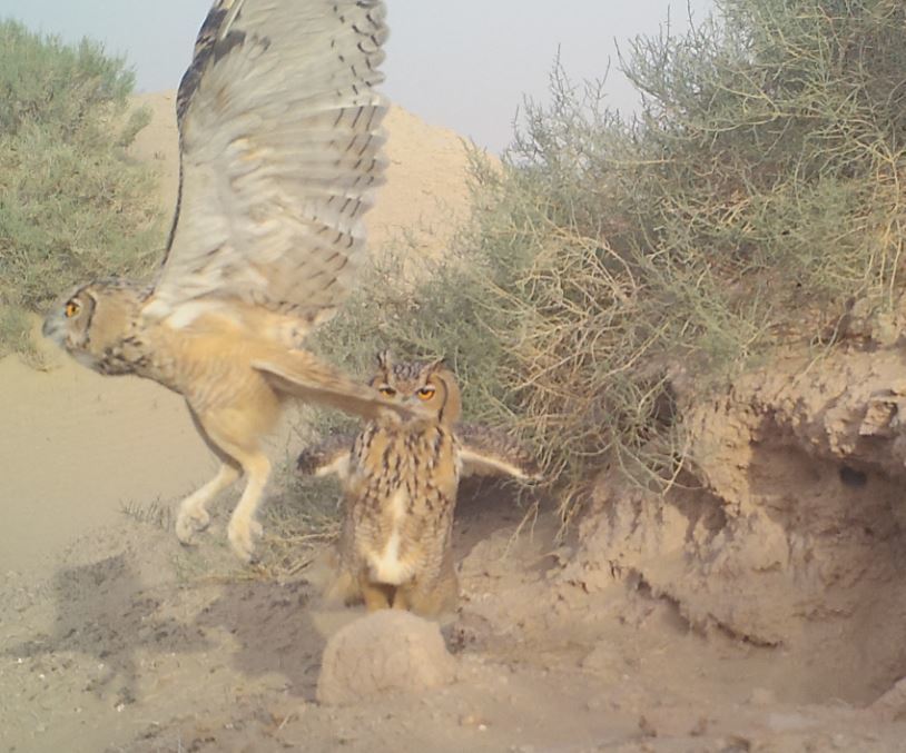 Pharaoh Eagle-Owl (Bubo ascalaphus) - Avian Discovery