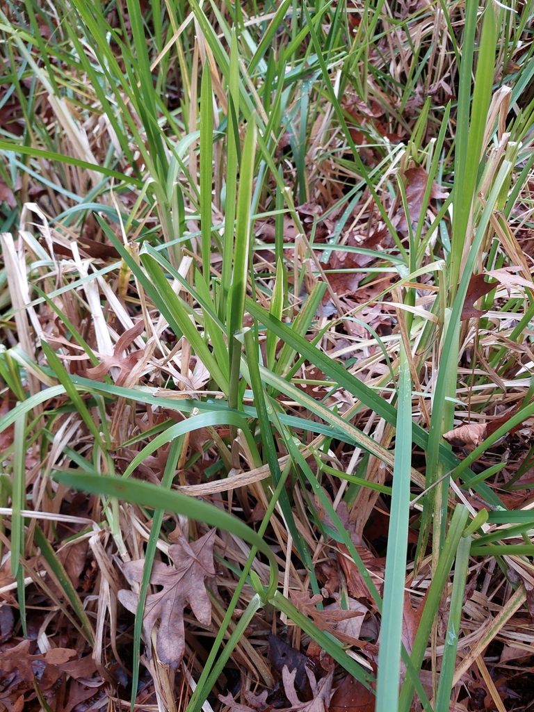 reed meadowgrass from Topsfield, MA 01983, USA on November 10, 2023 at ...