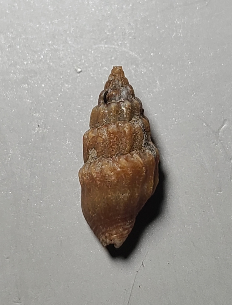 Anachis scalarina from Manzanillo, Col., México on November 10, 2023 at ...