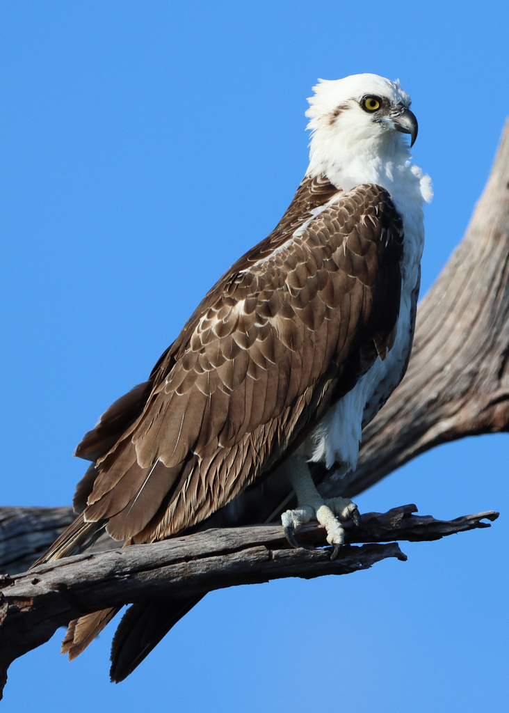 Osprey from Benito Juárez, Q.R., México on November 6, 2023 at 04:43 PM ...