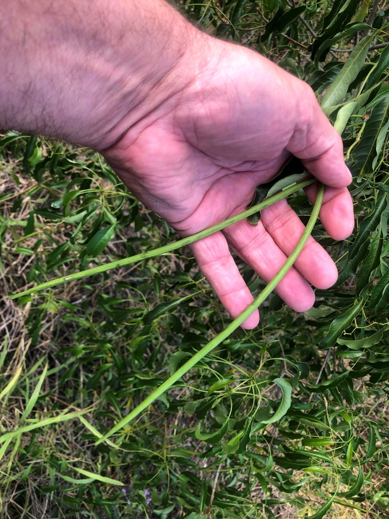Bitterbark (Alstonia constricta) - Botanical Realm