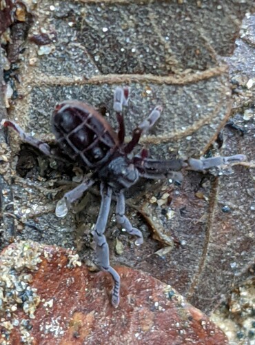 Cryptocellus magnus · iNaturalist