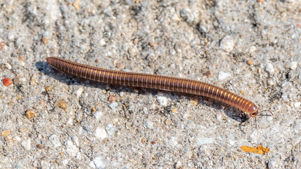 Parajulid Millipedes from 3555 Brand Rd, Richardson, TX 75082, USA on ...