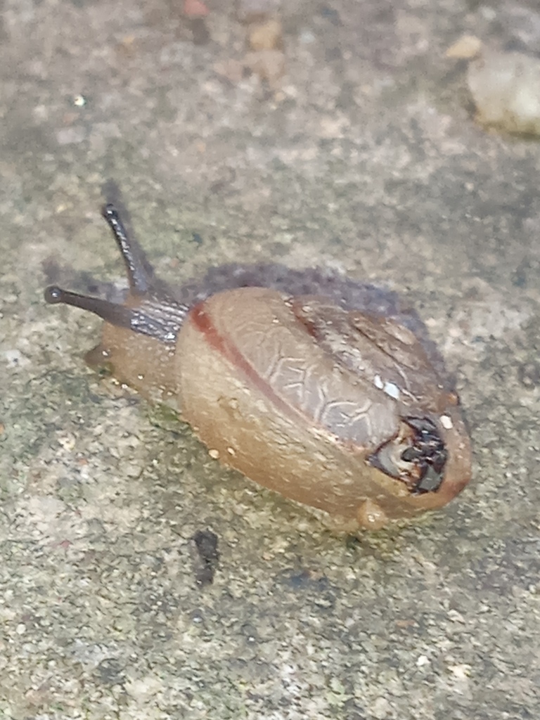 Asian Tramp Snail from San Cristóbal, Táchira, VE on November 10, 2023 ...