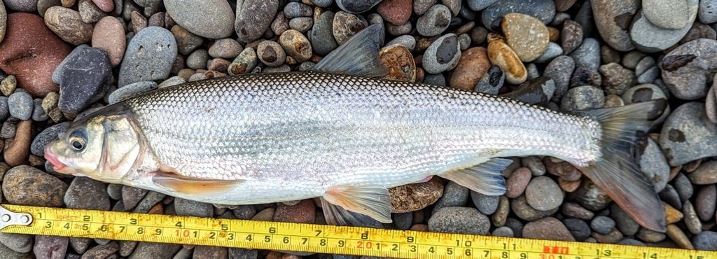 Peamouth from Monroe, OR 97456, USA on November 10, 2023 at 11:29 AM by ...