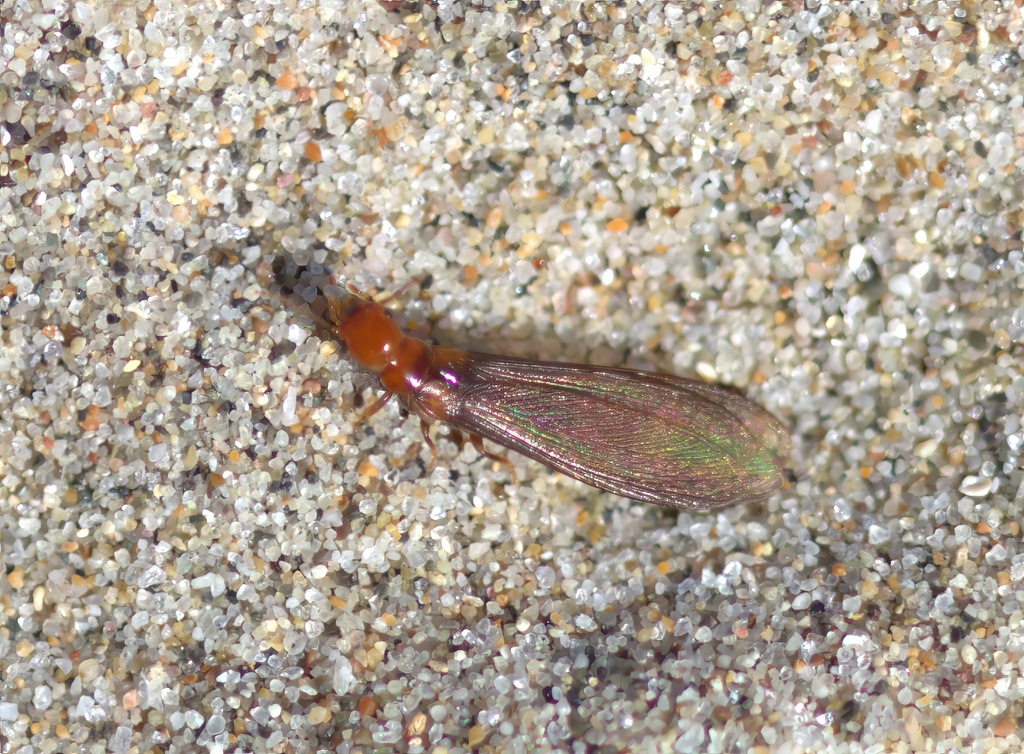 Western Drywood Termite from Santa Barbara County, CA, USA on October ...