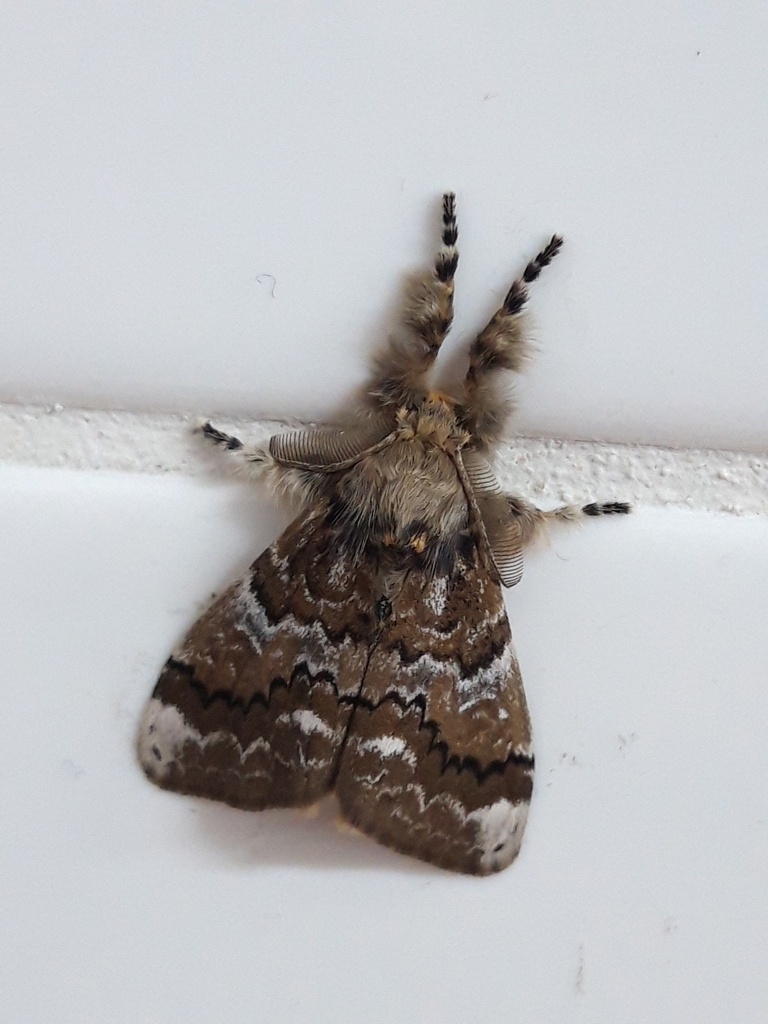 Painted apple moth from Diamond Tree WA 6258, Australia on November 6 ...